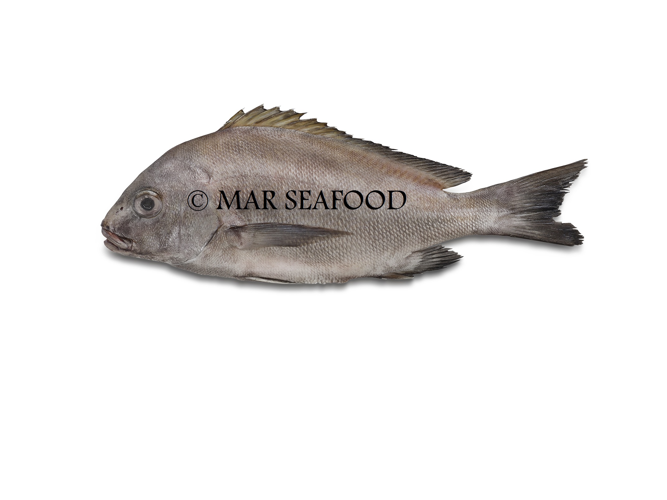 ABADECHE – Mar Seafood Urk